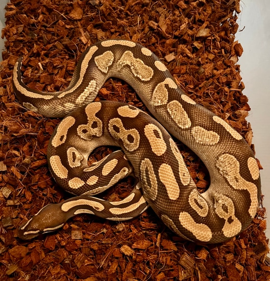 Calico Mojave Het Monsoon Proven Breeder Female Ball Python by Dave ...