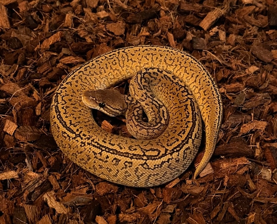 Special Monsoon Male Ball Python by Dave Green Reptiles