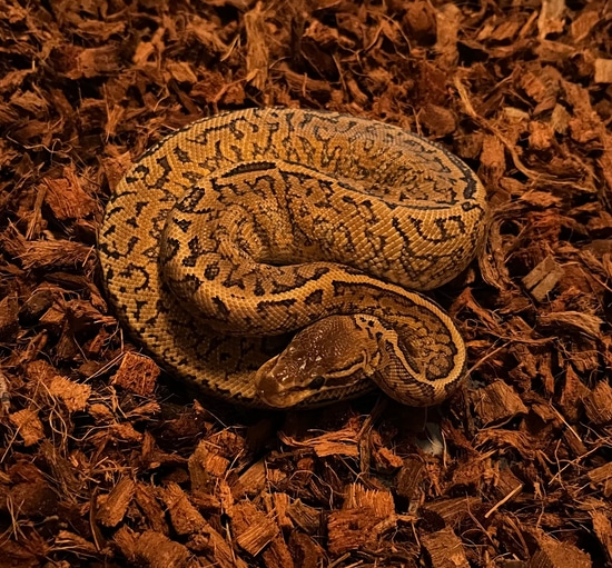 Monsoon Female Ball Python by Dave Green Reptiles