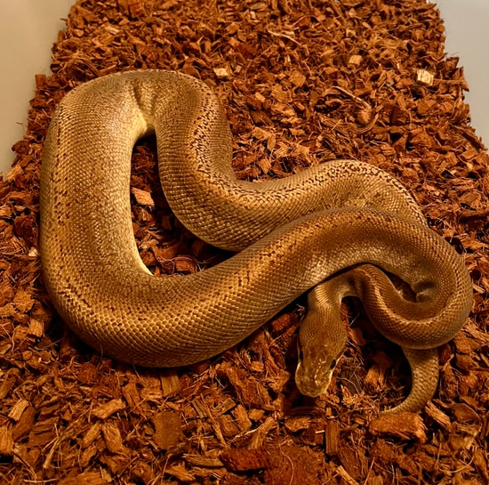 Cinnamon Special Monsoon Female Ball Python by Dave Green Reptiles