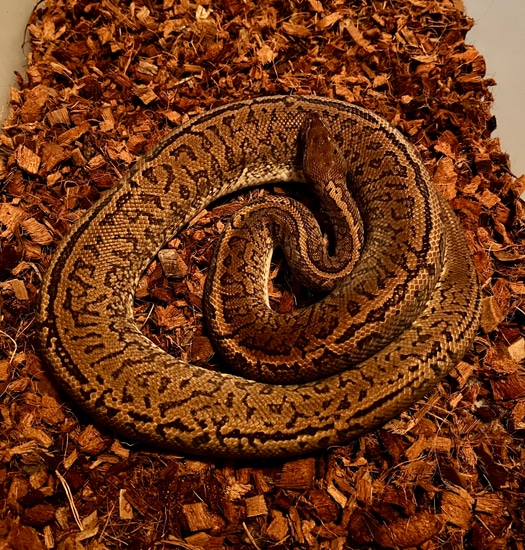 Monsoon Proven Breeder Male Ball Python by Dave Green Reptiles