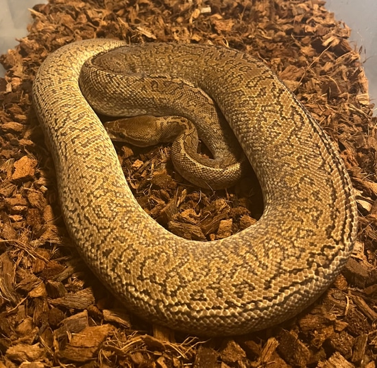 Special Monsoon Female Ball Python by Dave Green Reptiles