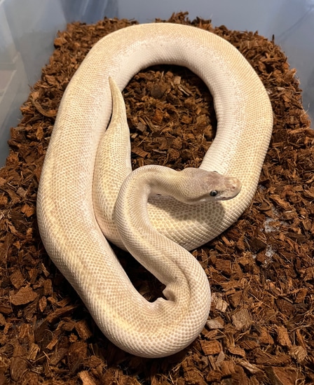 Super Mojave Het Monsoon Proven Breeder Female Ball Python by Dave ...