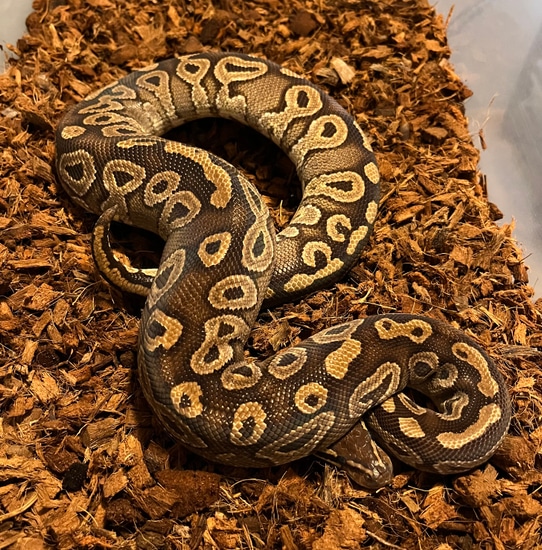 Mojave Double Het Candy/Monsoon Proven Breeder Female Ball Python by ...