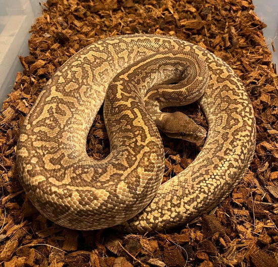 Mojave Monsoon Proven Breeder Male Ball Python by Dave Green Reptiles