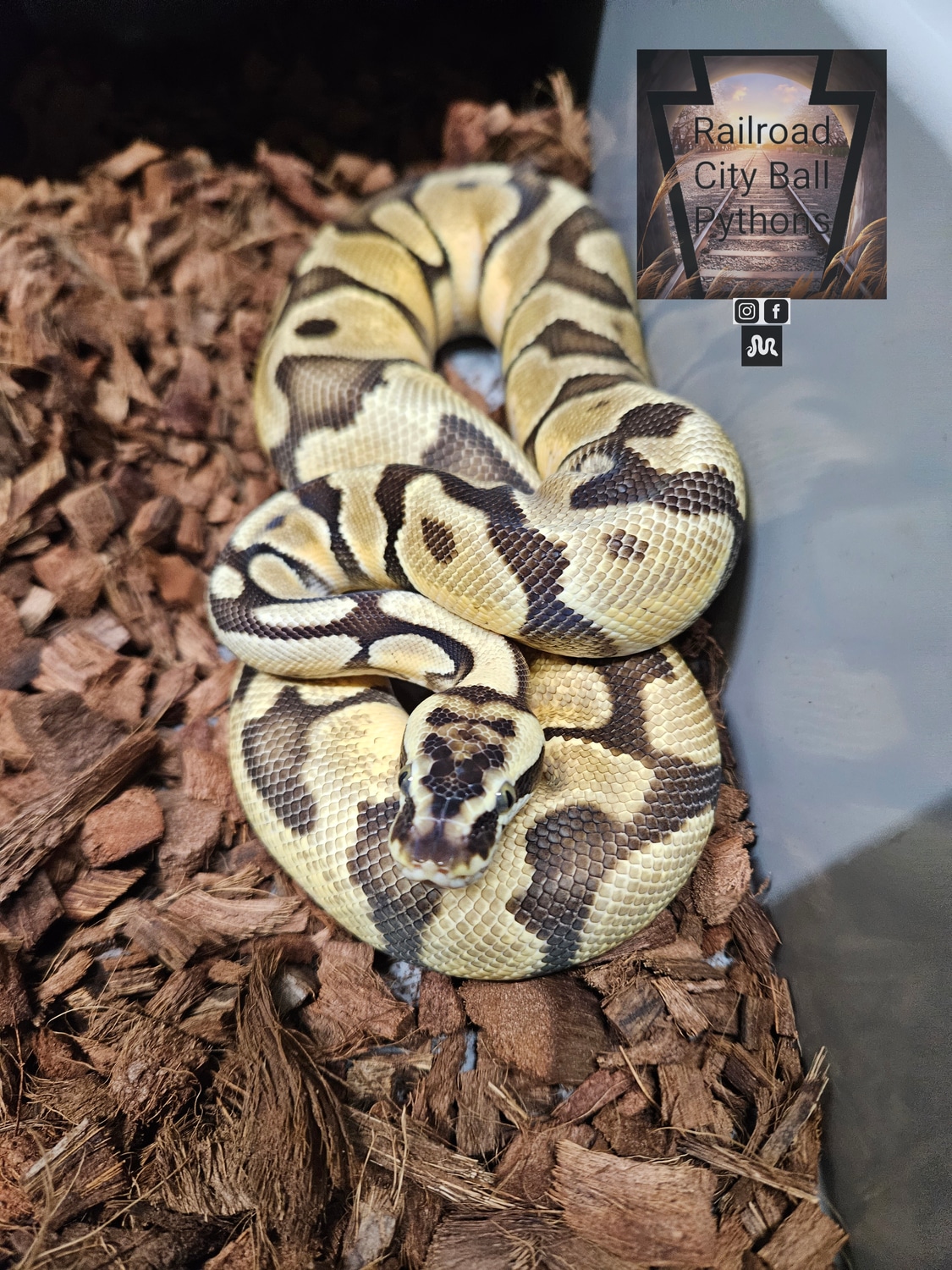 Od Enchi Pastel 50% Het Pied FREE SHIPPING Ball Python by Railroad City ...