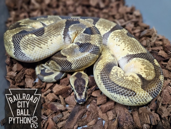 Super Enchi Od 100% Het Pied FREE SHIPPING Ball Python by Railroad City ...