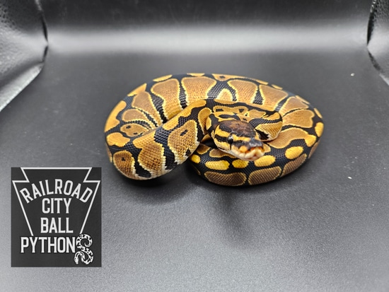 Normal Het Clown Ball Python by Railroad City Ball Pythons