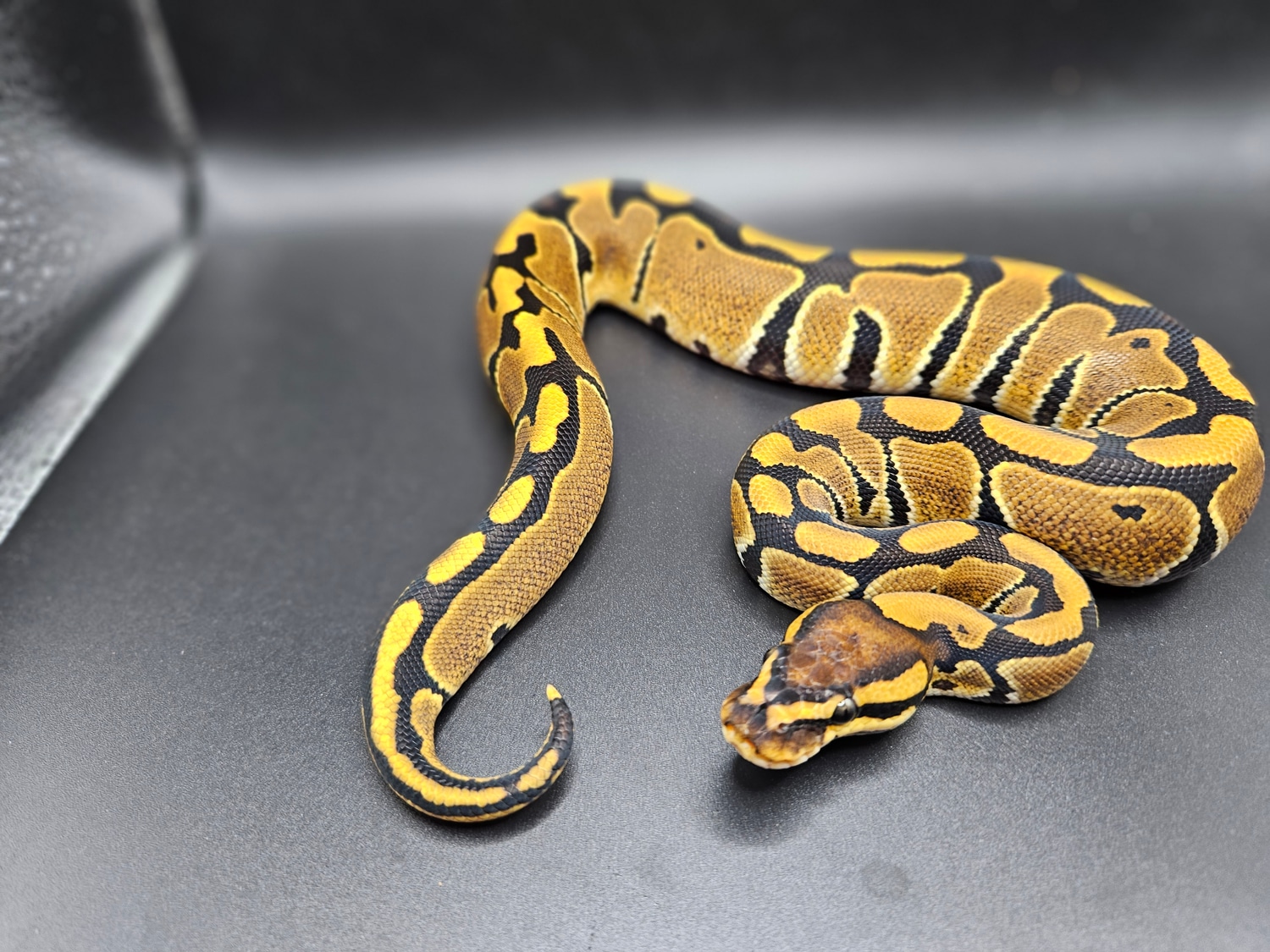 Normal Het Clown #1 Ball Python by Railroad City Ball Pythons - MorphMarket