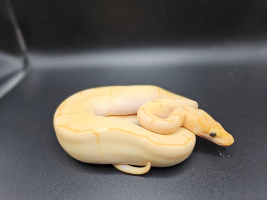 Banana Spinner Clown Poss Enchi Poss Blade Ball Python by Railroad City ...