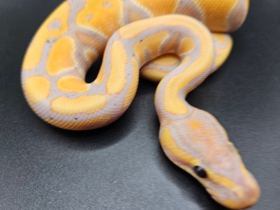 Banana Het Clown #1 FREE SHIPPING Ball Python by Railroad City Ball Pythons