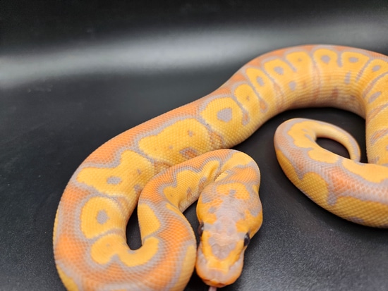 Banana Clown Ball Python by Railroad City Ball Pythons