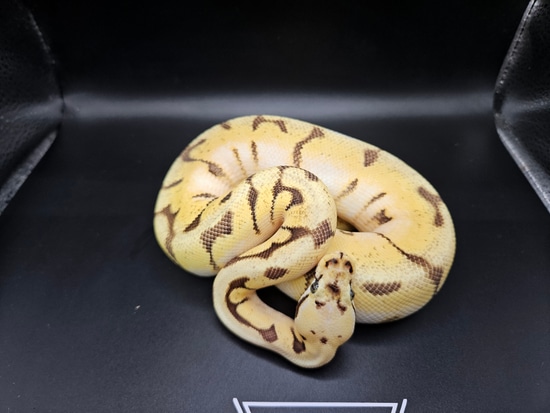 Asphalt Enchi Bee Ball Python by Railroad City Ball Pythons