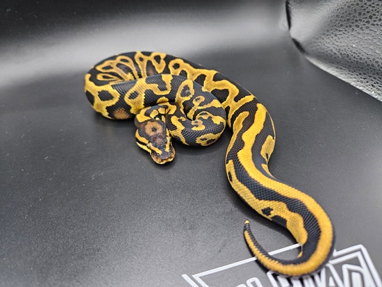 Leopard Yellowbelly 100% Het Clown Ball Python by Railroad City Ball ...