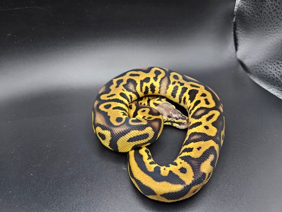 Pastel Leopard 100% Het Clown Ball Python by Railroad City Ball Pythons