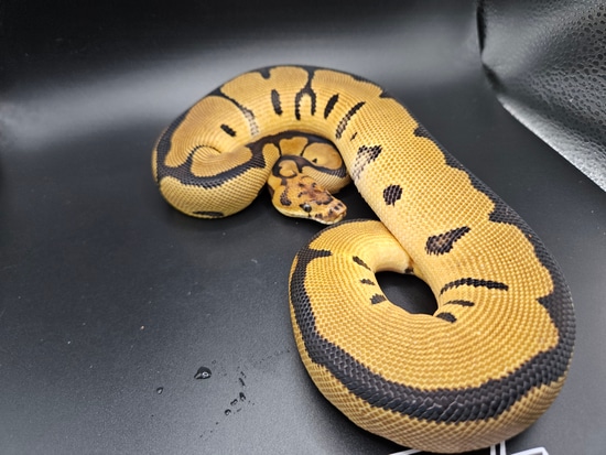 Od Leopard Clown Ball Python by Railroad City Ball Pythons