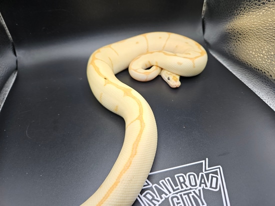 Banana Spider Clown Ball Python by Railroad City Ball Pythons