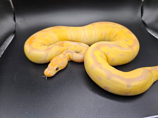 Banana Leopard Clown Ball Python by Railroad City Ball Pythons