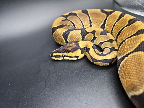 Enchi 100% Het Clown Ball Python by Railroad City Ball Pythons