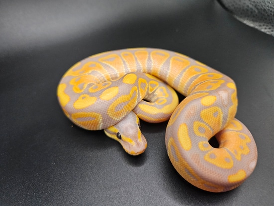 Banana Poss Red Stripe Het Clown Ball Python by Railroad City Ball Pythons