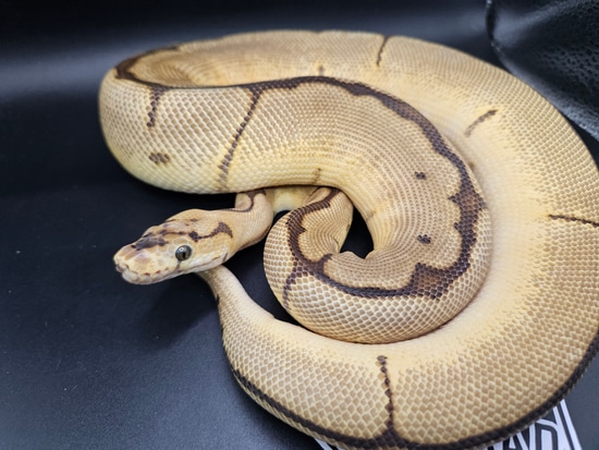 Spider Clown Ball Python by Railroad City Ball Pythons