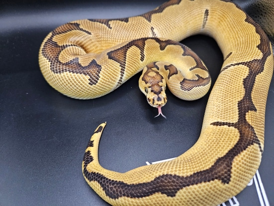 Blade Od Clown Ball Python by Railroad City Ball Pythons