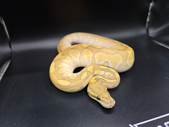 Enchi Butter Hypo 100% Het G-Stripe Ball Python by Railroad City Ball ...