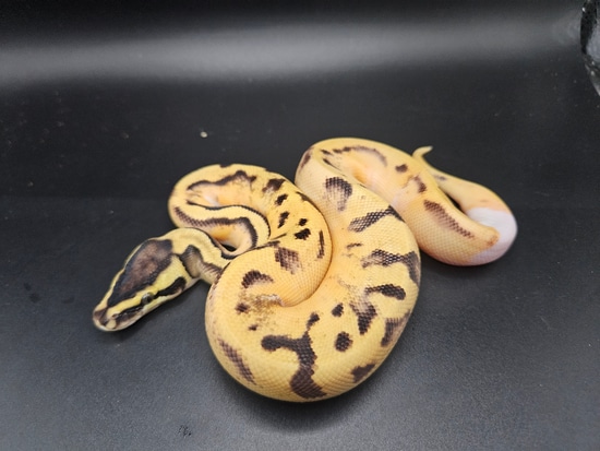 Super Od Super Enchi Pied Ball Python by Railroad City Ball Pythons