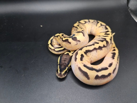 Od Enchi Pied Ball Python by Railroad City Ball Pythons