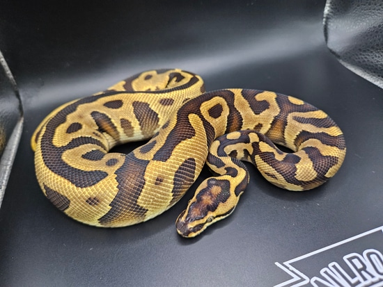Enchi Leopard Yellowbelly 100% Het Clown Ball Python by Railroad City ...