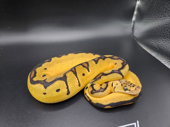 Pastel Od Poss Enchi Clown Ball Python by Railroad City Ball Pythons