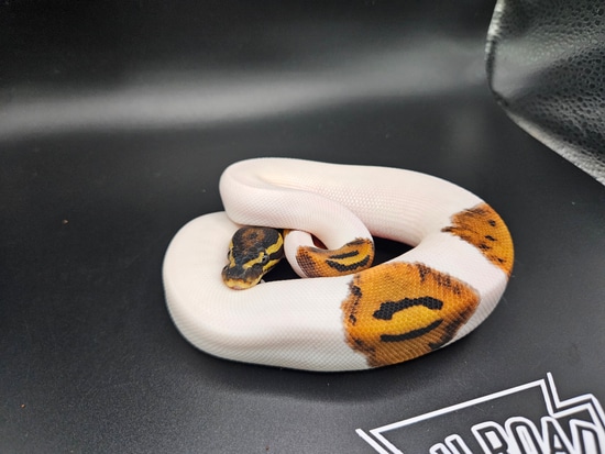 Pied Ball Python by Railroad City Ball Pythons