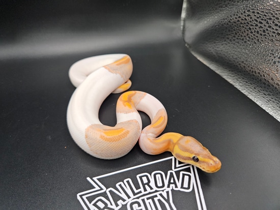 Banana Pied 3 Ball Python by Railroad City Ball Pythons