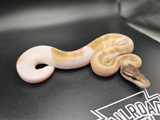 Pastel Pinstripe Mojave Pied Ball Python by Railroad City Ball Pythons