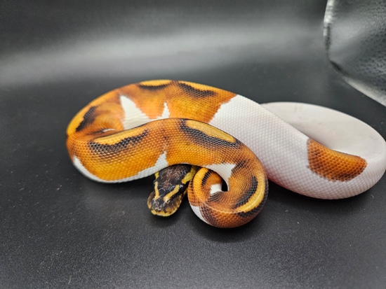 Black Pastel Enchi Pied Ball Python by Railroad City Ball Pythons