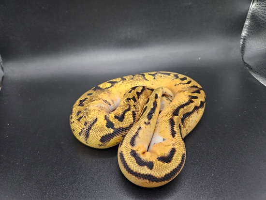 Pastel Od Enchi Pied Ball Python by Railroad City Ball Pythons