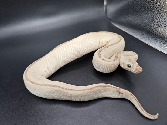 Pastel Bamboo Clown Ball Python by Railroad City Ball Pythons