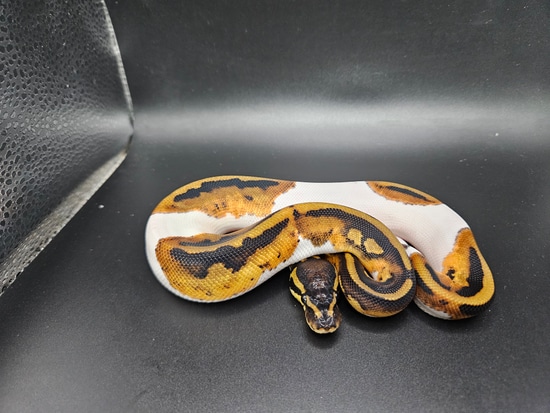 Pied Het Albino Ball Python by Railroad City Ball Pythons