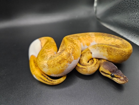 Lemonblast Pied Ball Python by Railroad City Ball Pythons