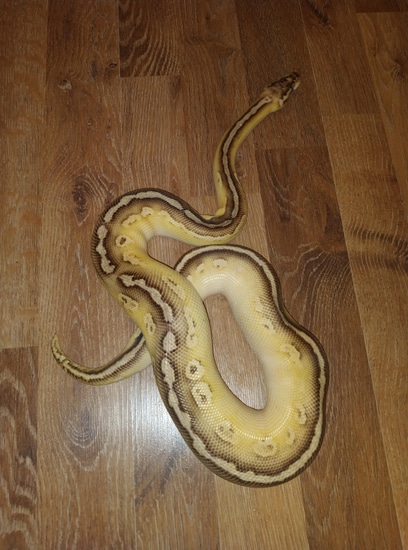 Bongo Lesser Cinnamon Ball Python by DiamondDave