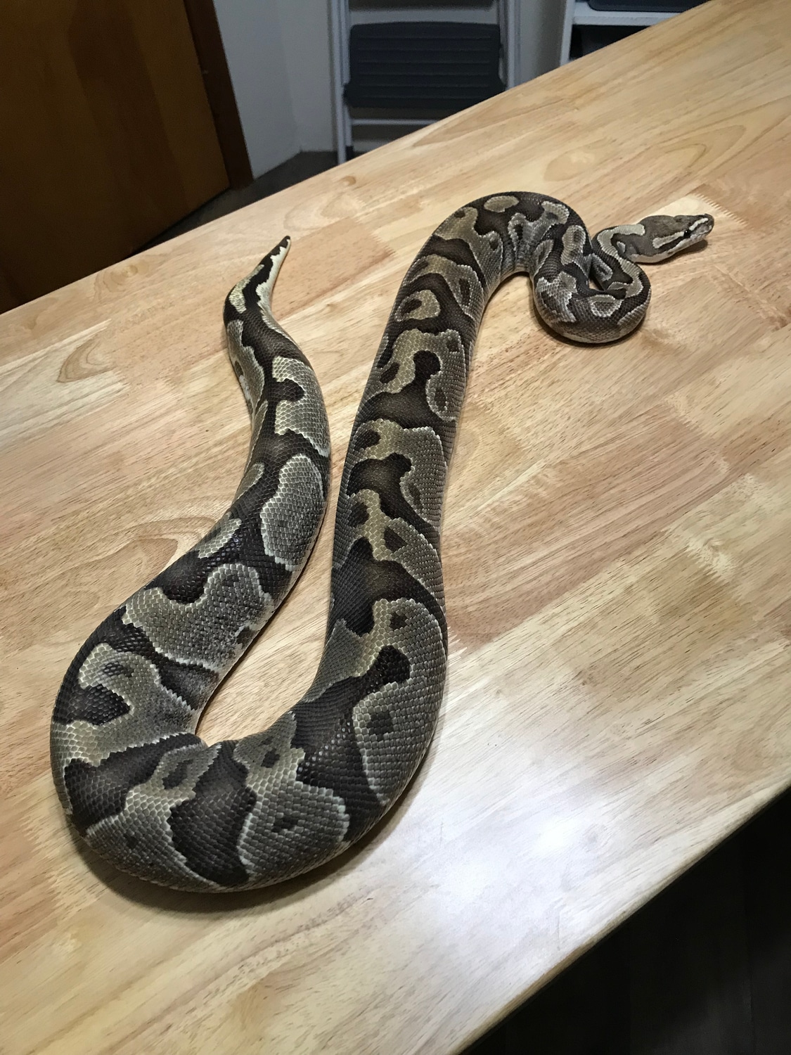 Fire Ball Python by D&A Royal Pythons - MorphMarket
