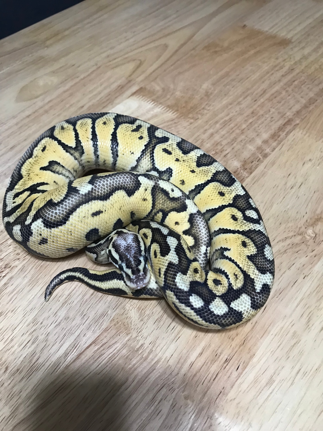 Super Pastel Vanilla Ball Python by D&A Royal Pythons - MorphMarket
