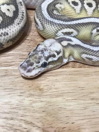 Super Pastel Lesser Ball Python by D&A Royal Pythons