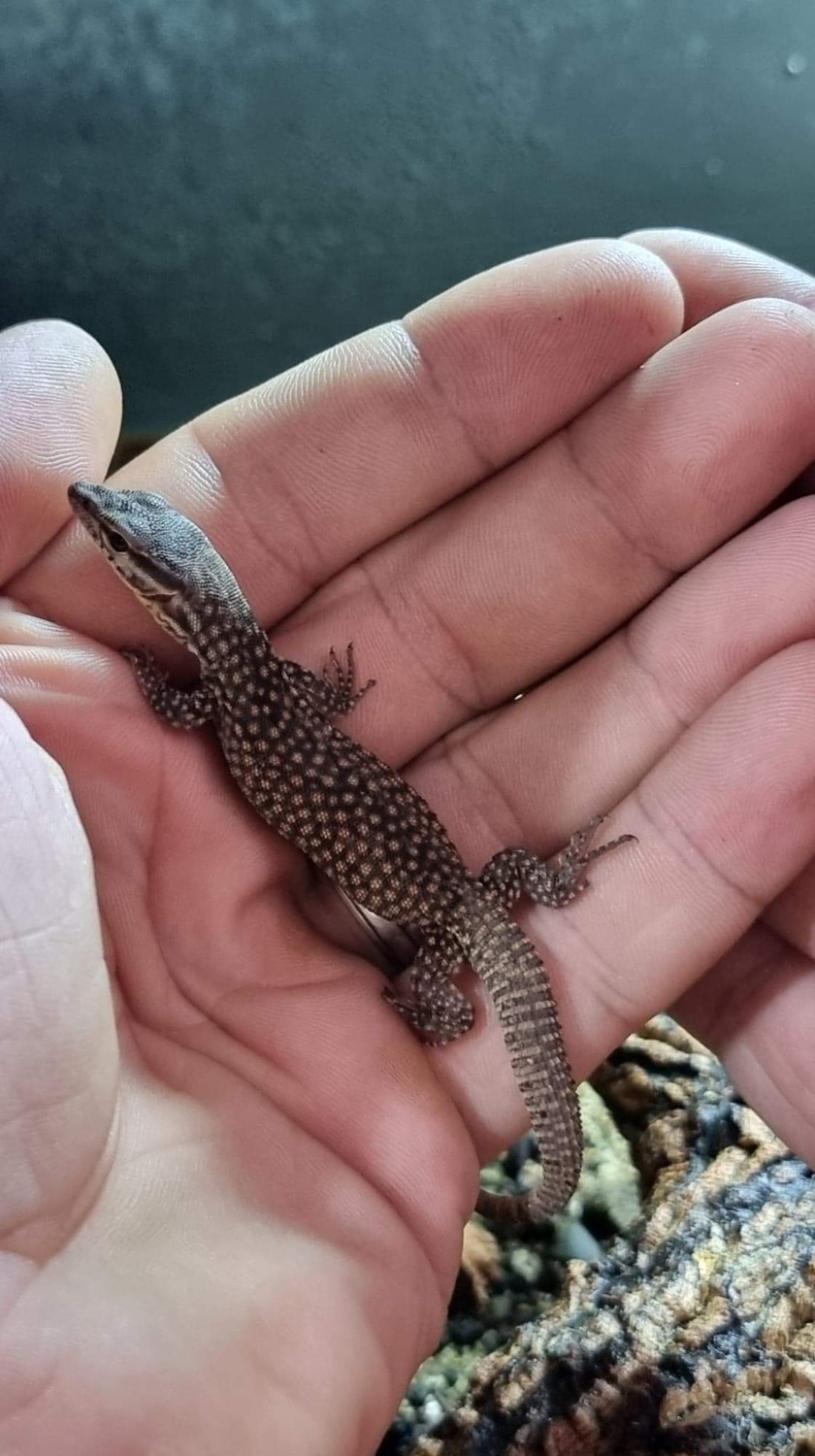 Baby Ackie Monitors Spiny-Tailed Monitor by Dd Exotics - MorphMarket