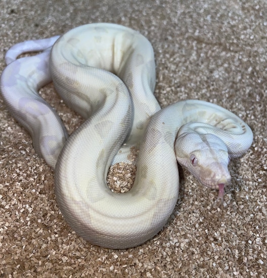 Albino Anery 1 (Snow) Boa Constrictor by Stephens Reptiles