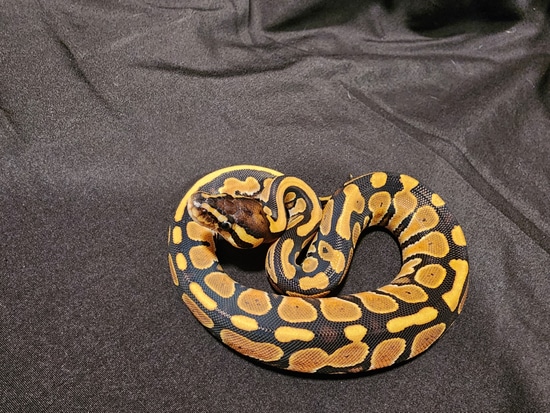 Normal Ball Python by Barnes Family Exotics