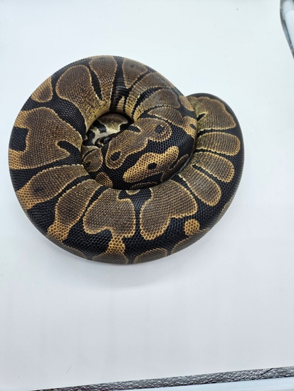 Scaleless Head 100% Het Albino Ball Python by Barnes Family Exotics