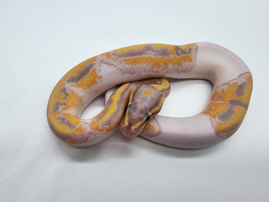 Banana Pied Ball Python by Barnes Family Exotics