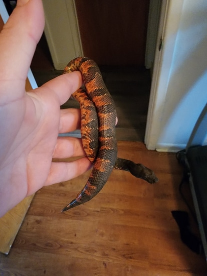 Red Belly Viper Boa by Barnes Family Exotics
