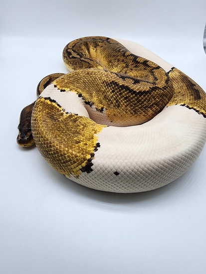 RTB Pastel Pied Ball Python by Barnes Family Exotics